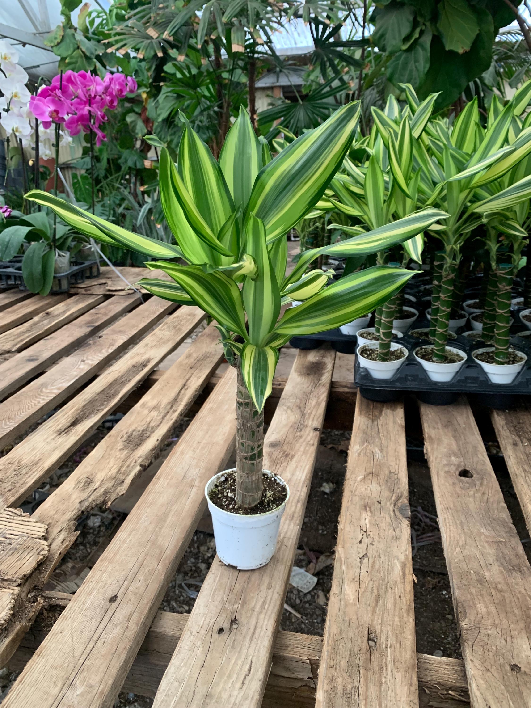 Dracaena Del Sol: Variegated Tropical Indoor Plant - 4 Inch - Etsy