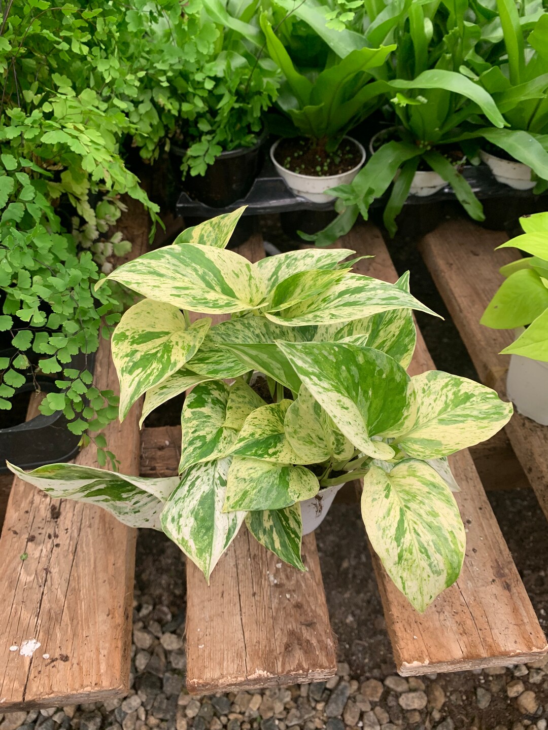 Live Plant Marble Queen Potho /snow Queen Potho 4inch Rare House Plant ...