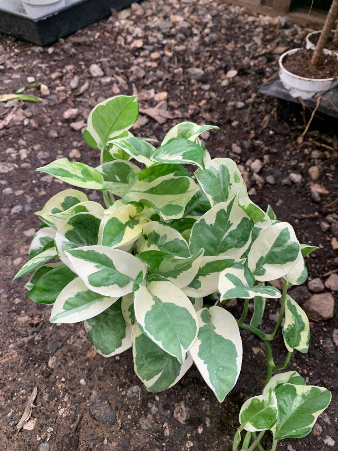 Devils Ivy -N Joy Potho 4inch Potted Plant -indoor Tropical Premium ...