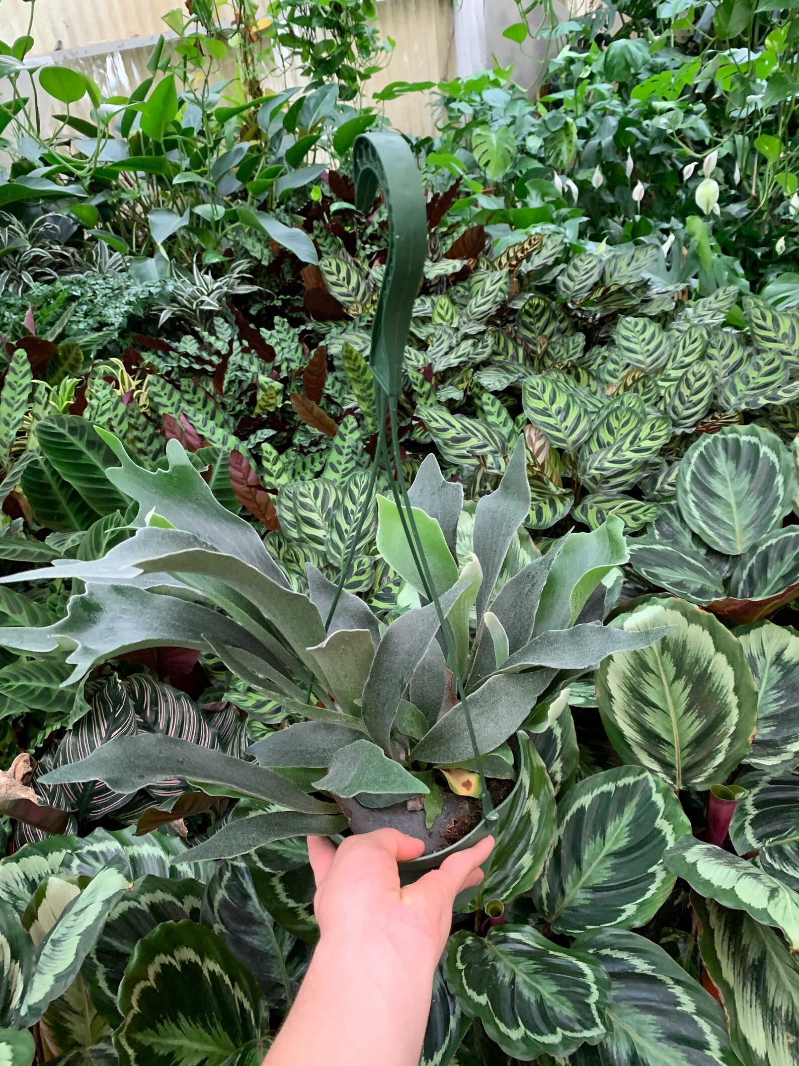 Stag Horn Fern 6inch Potted Plant Indoor Tropical Houseplant Hanging ...