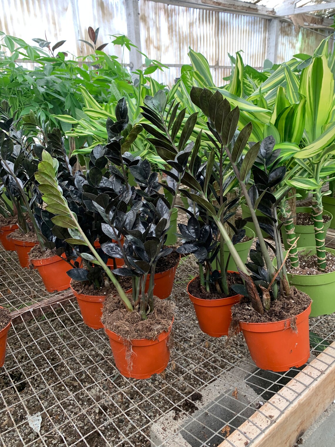 Rare Plant Black Zz 6inch Potted Live Plant Raven Zz - Etsy