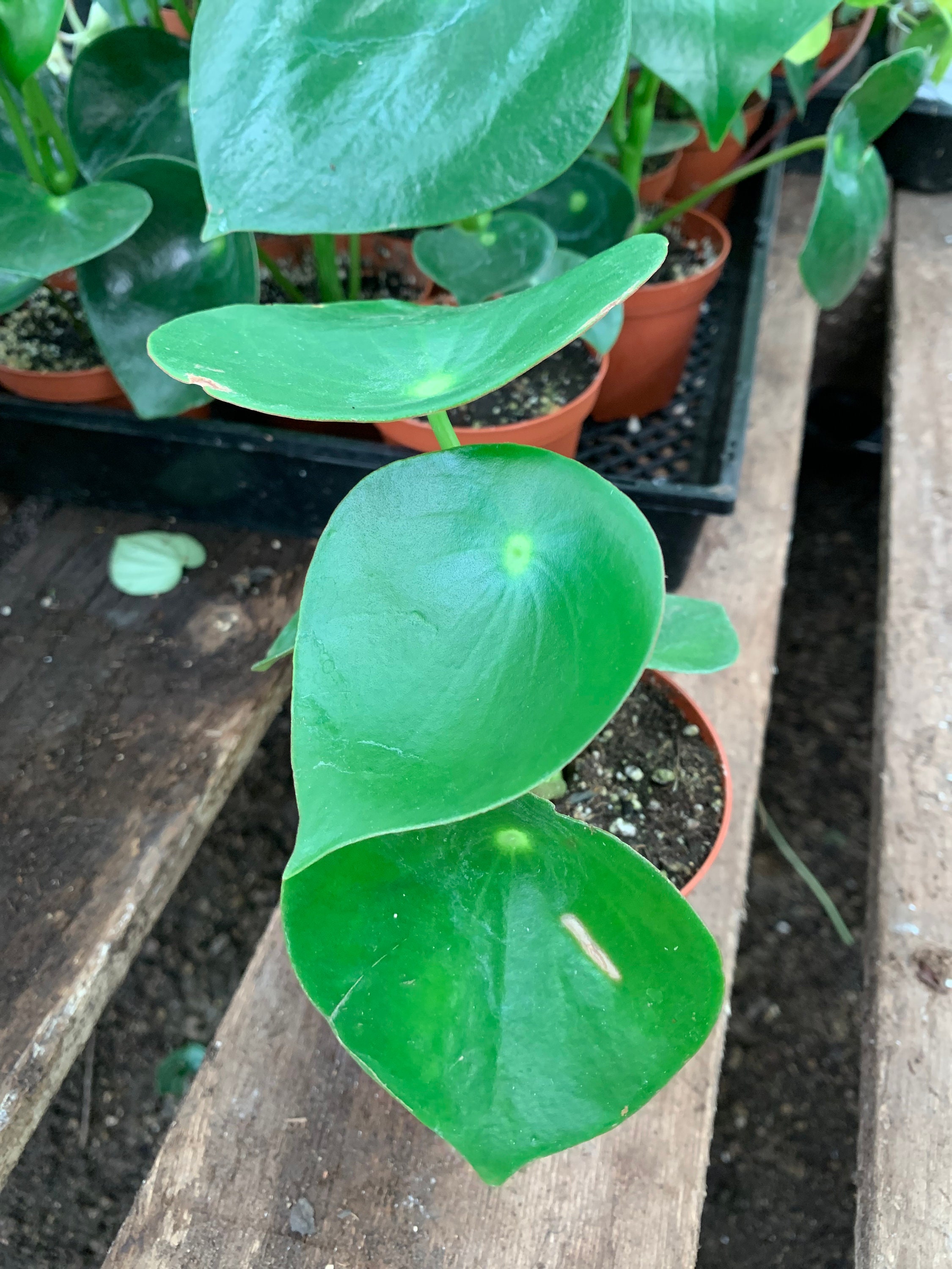 Peperomia Raindrop 4inch Live Plant - Etsy