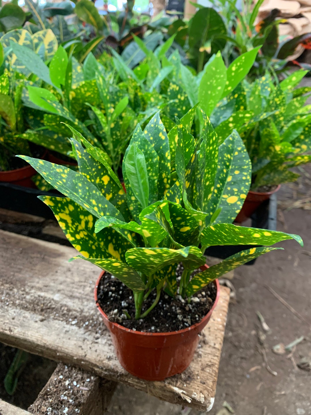 Croton Goldust 4inch Potted Live Plant-easy Maintenance Plant-home ...