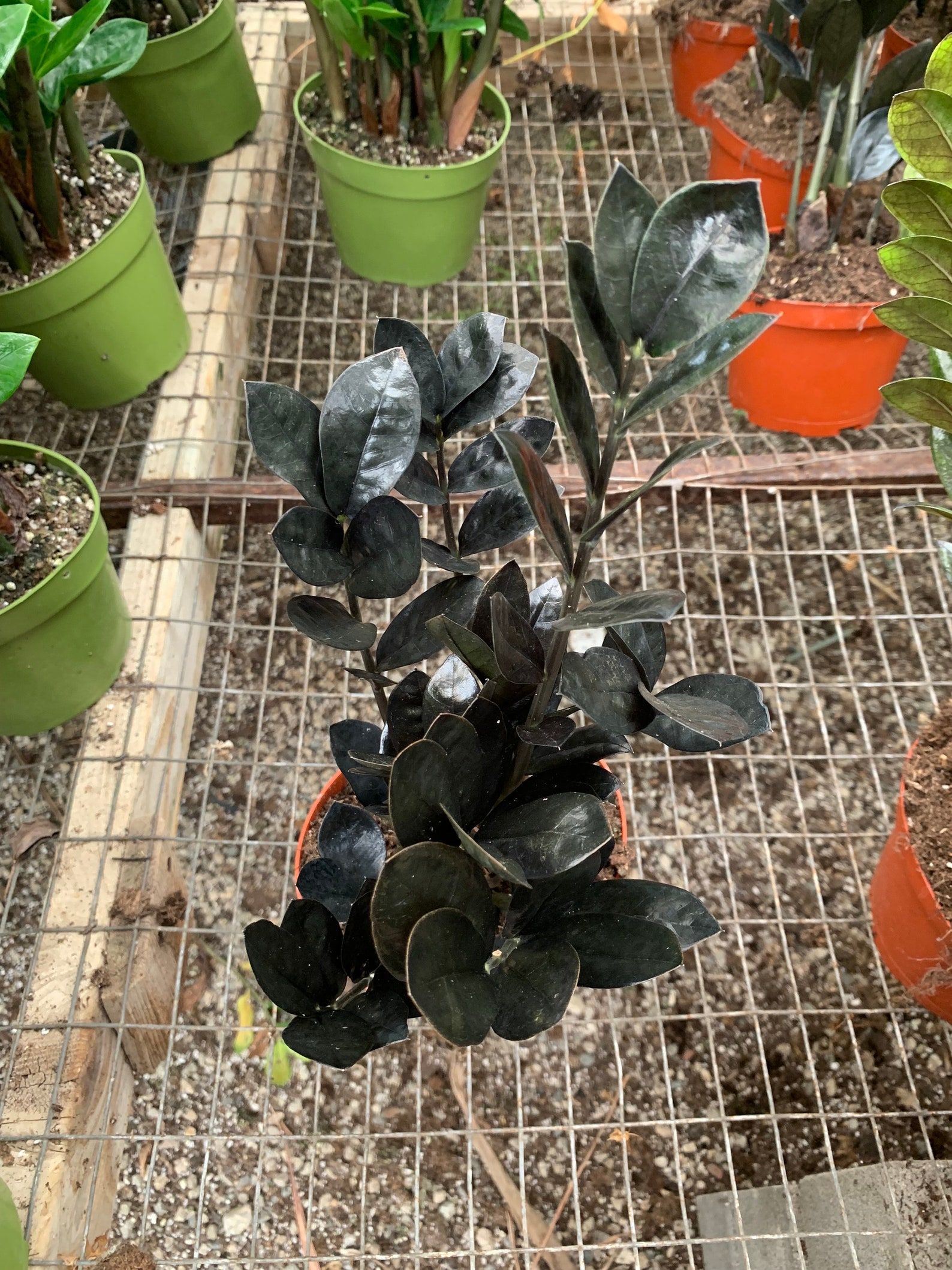 Rare Plant Black Zz 6inch Potted Live Plant Raven Zz - Etsy