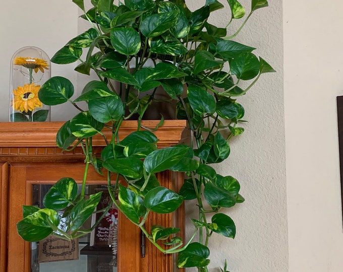 Lemon Top Pothos - Rooted in Moss, Live Plant, Epipremnum Plant ...