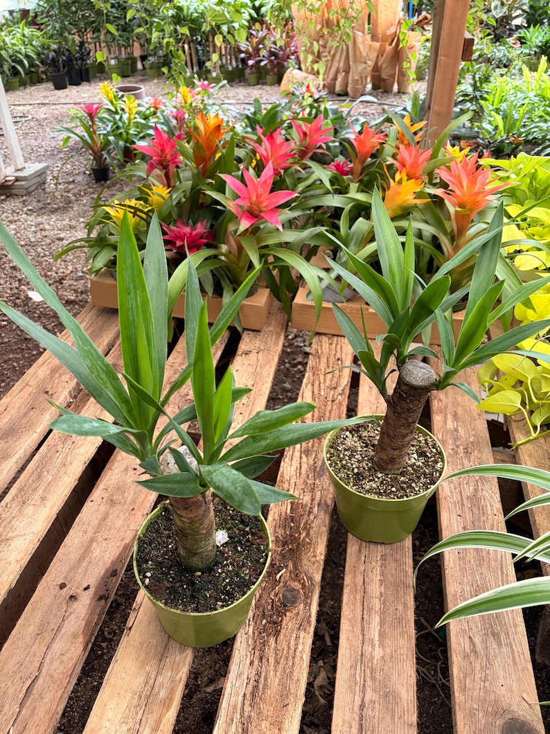 Yucca Cane Indoor Plant – Easy Care Tropical Houseplant for Bright ...