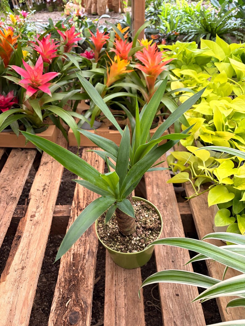 Yucca Cane Indoor Plant – Easy Care Tropical Houseplant for Bright ...