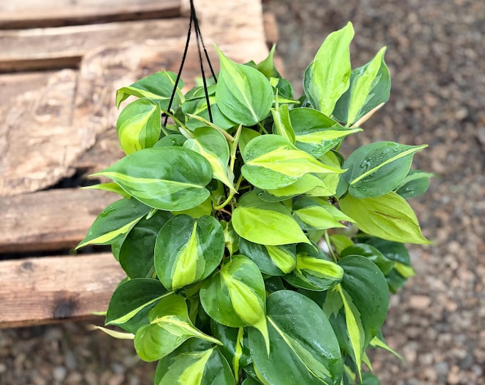 Philodendron Brazil Indoor Plant - House Plant Clippings - Cuttings for ...