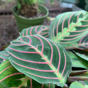 Prayer Plant - Red Maranta Live Indoor Tropical Plant Potted in 6inch ...