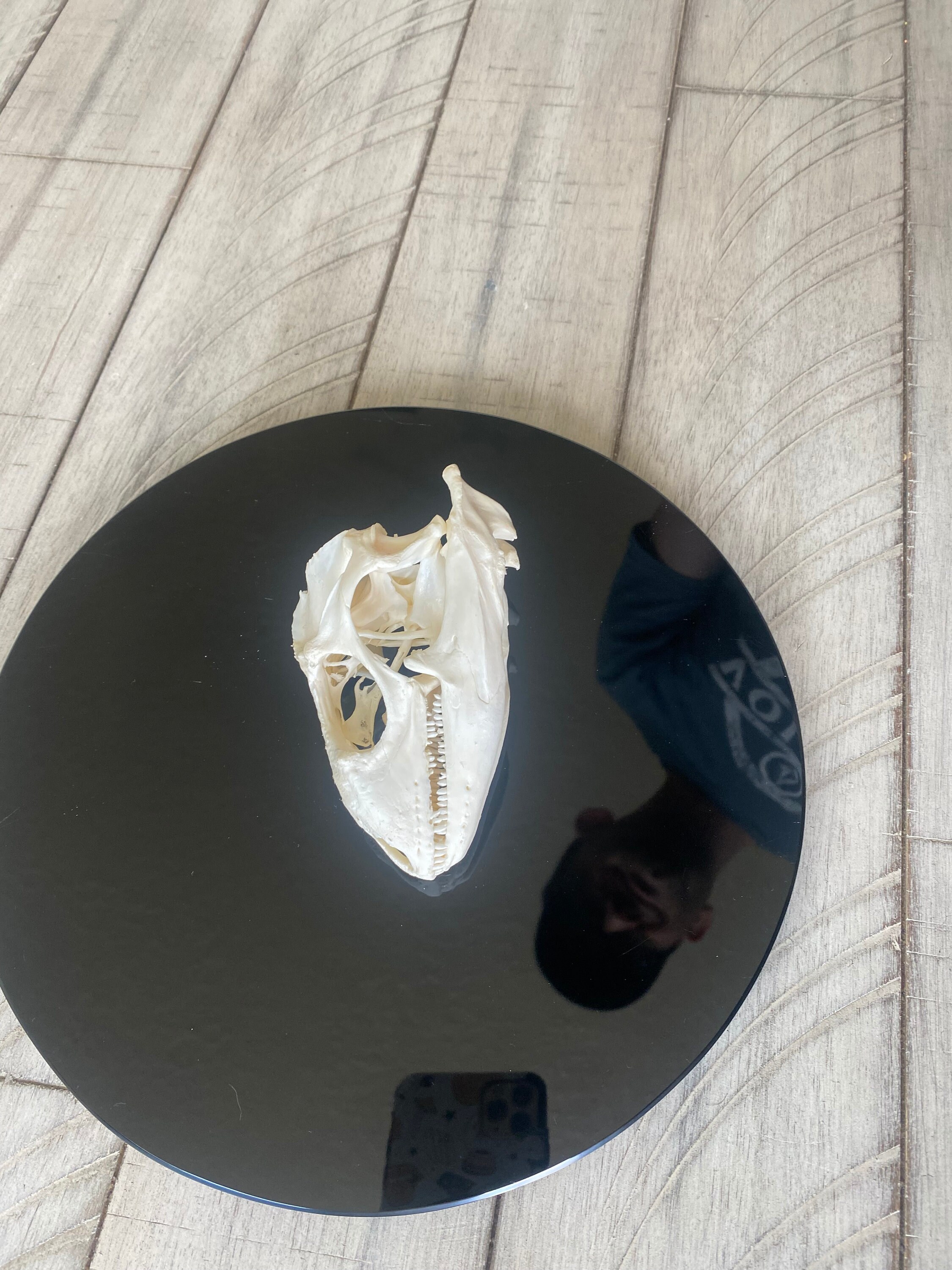 Iguana Skull - Etsy