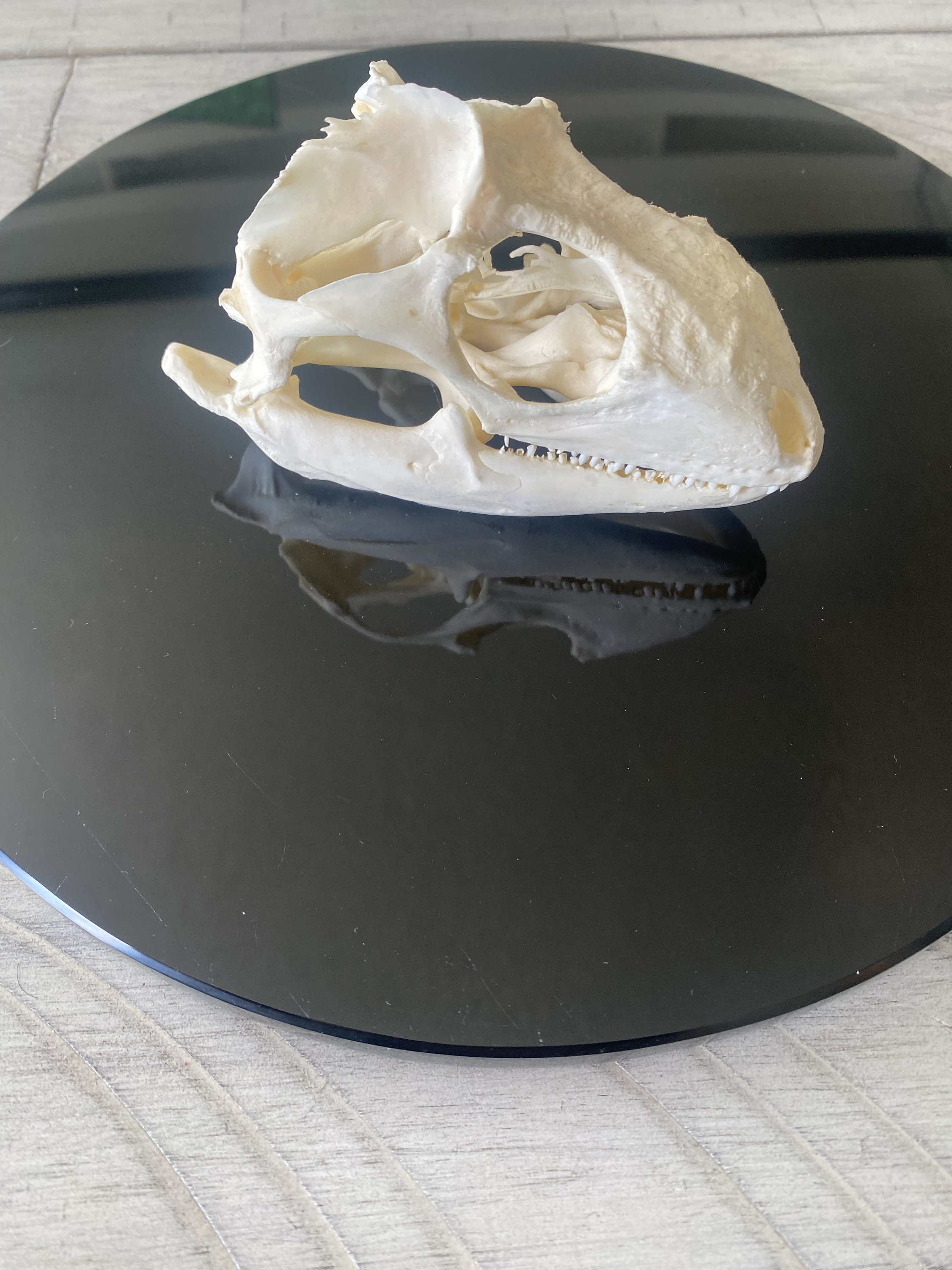Iguana Skull - Etsy