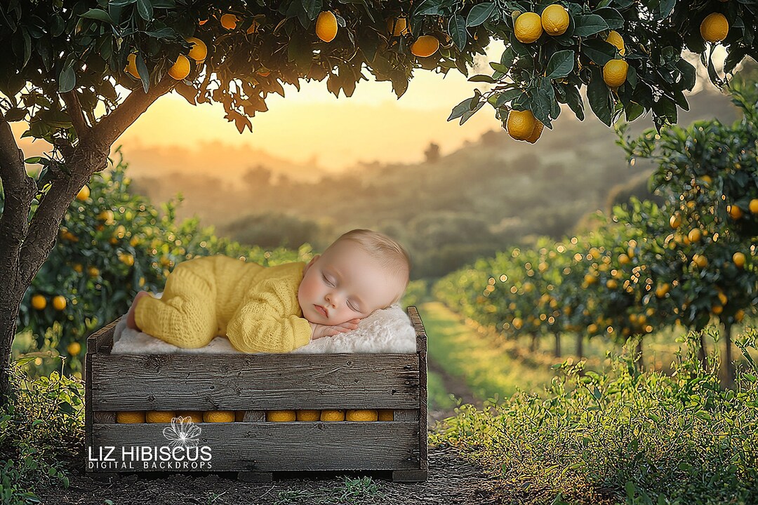 Fruits, Lemon Tree, Lemons, Lemon Tree Field, Lemon, Wooden Crate ...