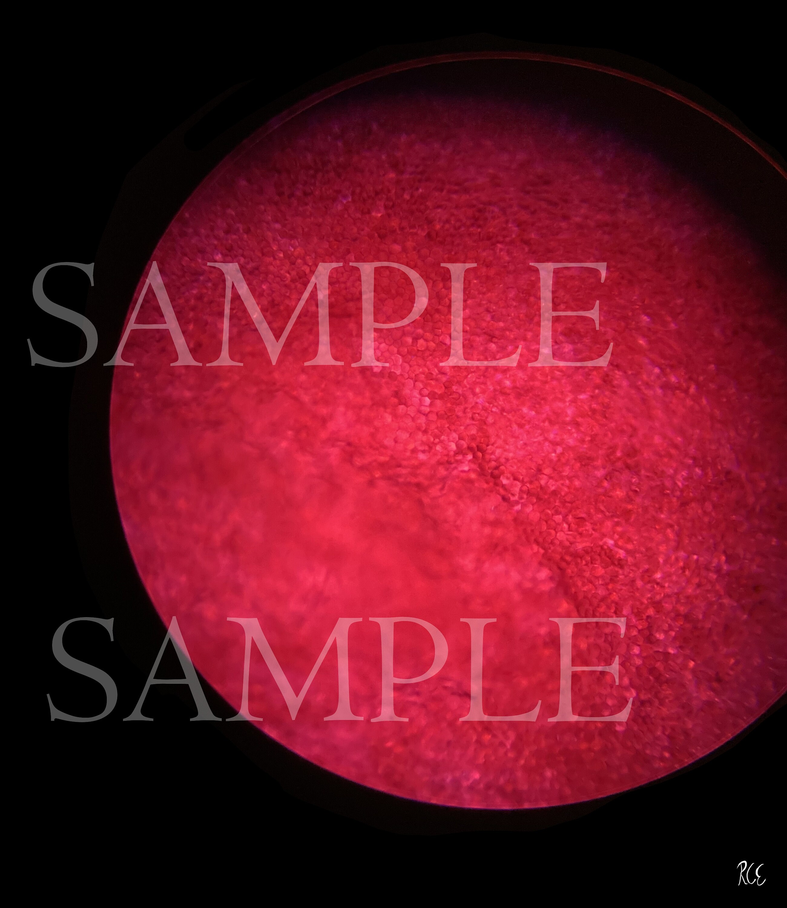 Red Rose Microscopic Photo Digital - Etsy