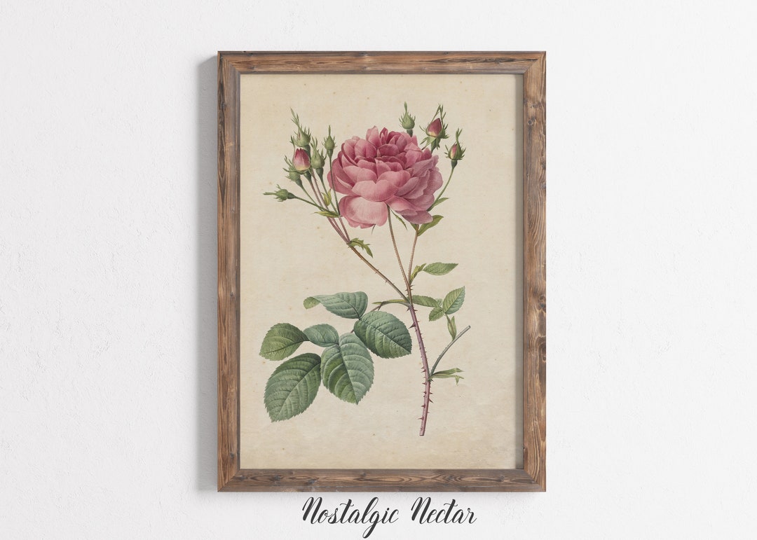 Vintage Roses Art Print Roses Drawing Rosa Rose Antique Botanical Print ...