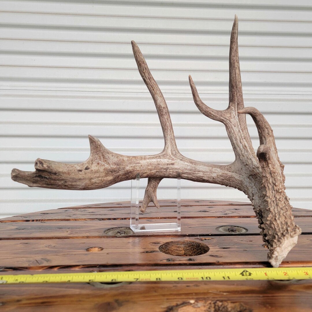 Palmated FREAK, 75" Whitetail Antler Shed, Unique and Rare Palmated ...