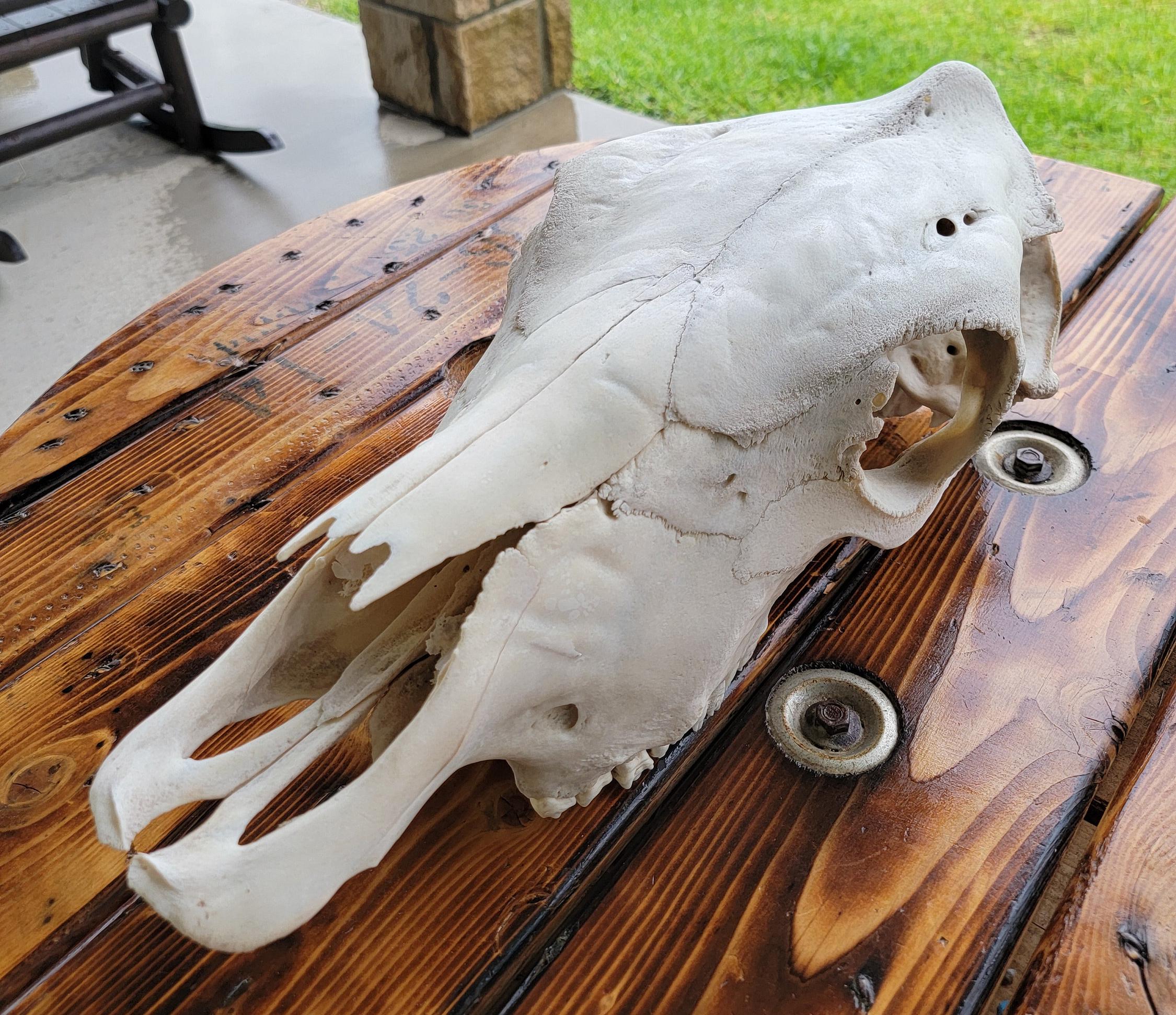 Nature Cleaned REAL Cow Skull. Natural - Etsy