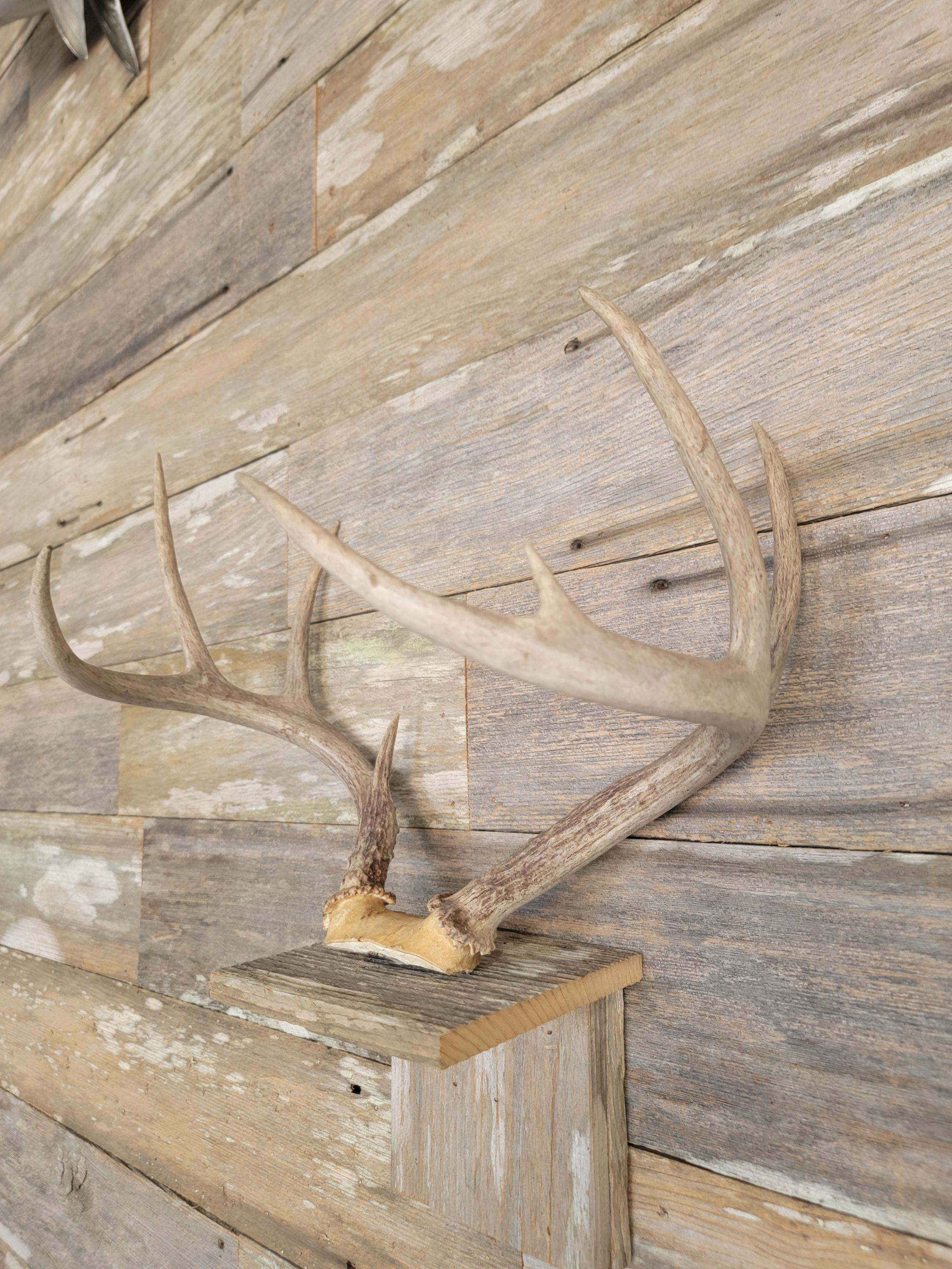 8 Point Whitetail Deer Skull Cap Mount. AUTHENTIC RUSTIC Antlers ...