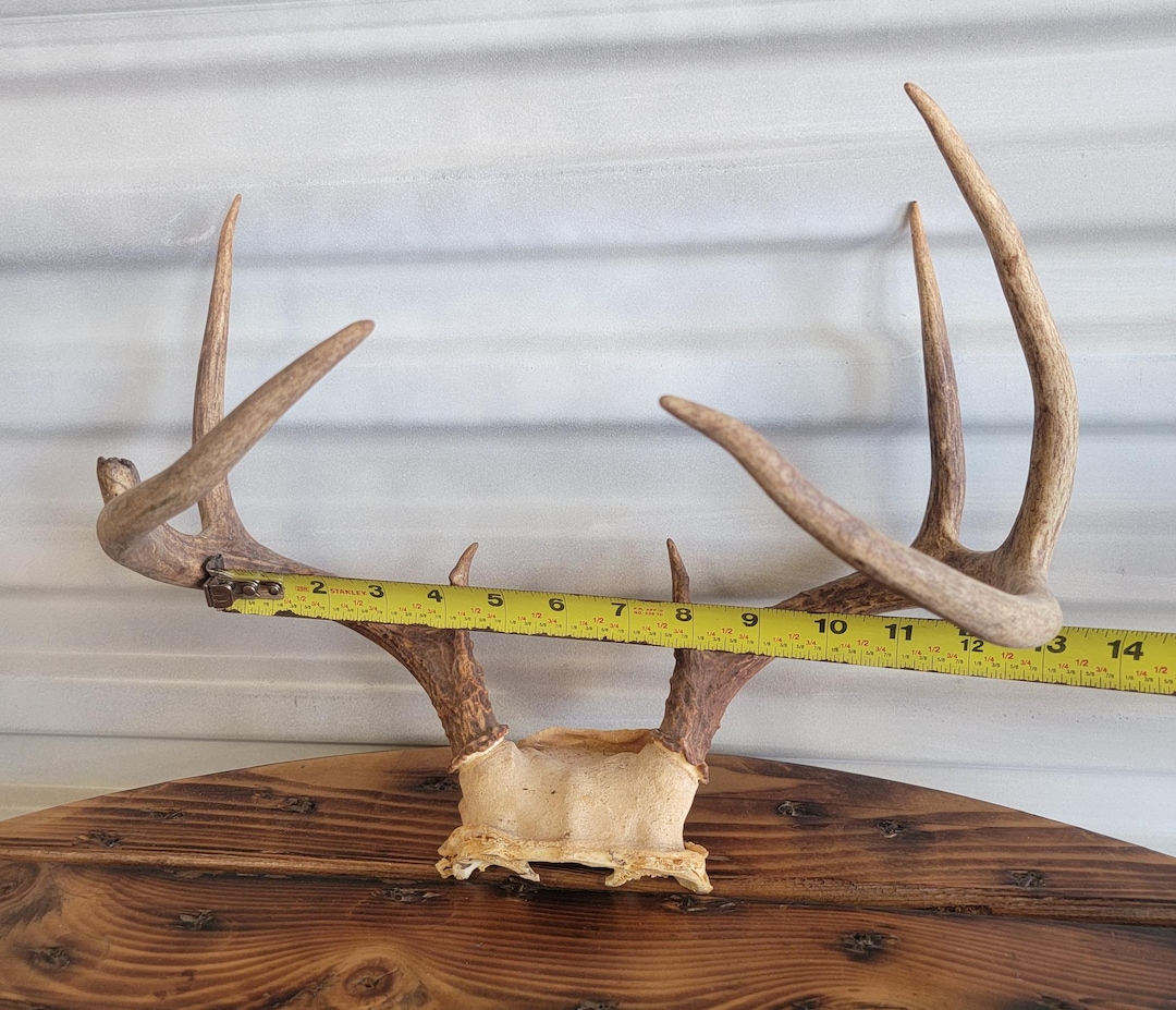 NATURAL 8 Point Whitetail Deer Skull Cap Mount. AUTHENTIC RUSTIC ...