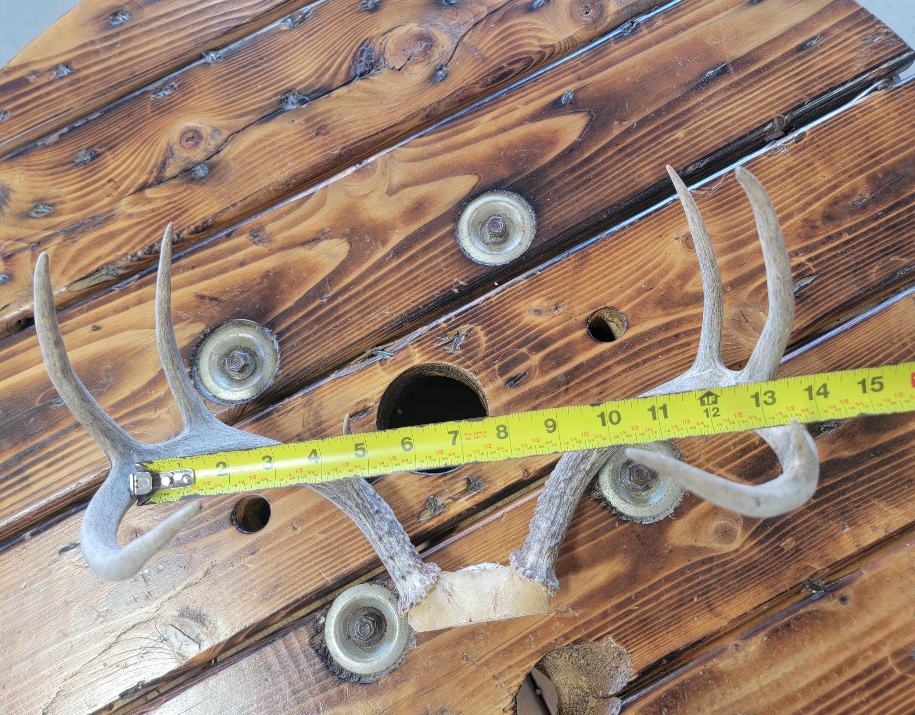 8 Point Whitetail Deer Skull Cap Mount. AUTHENTIC RUSTIC Antlers ...