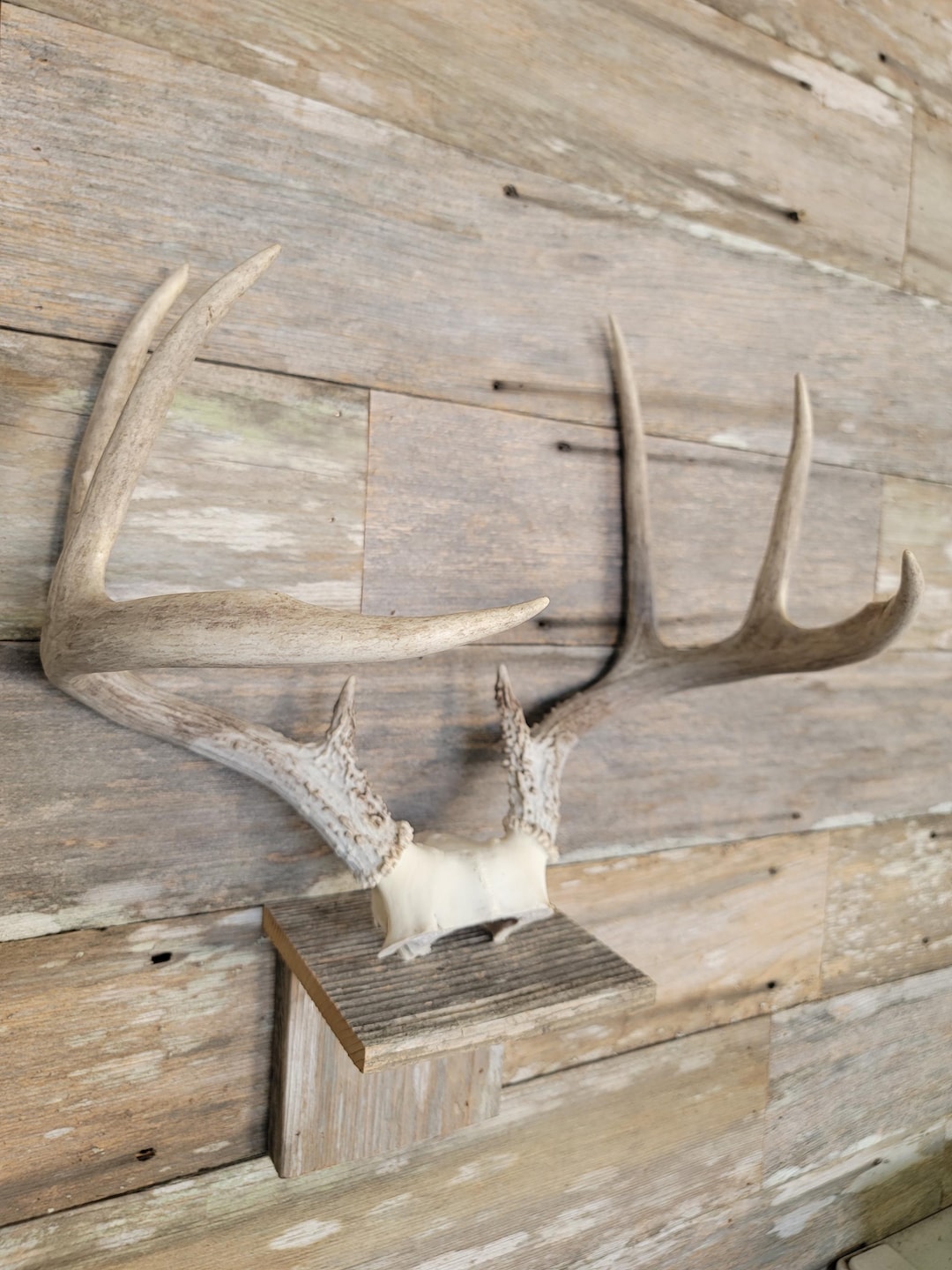 8 Point Whitetail Deer Skull Cap Mount. AUTHENTIC RUSTIC Antlers ...