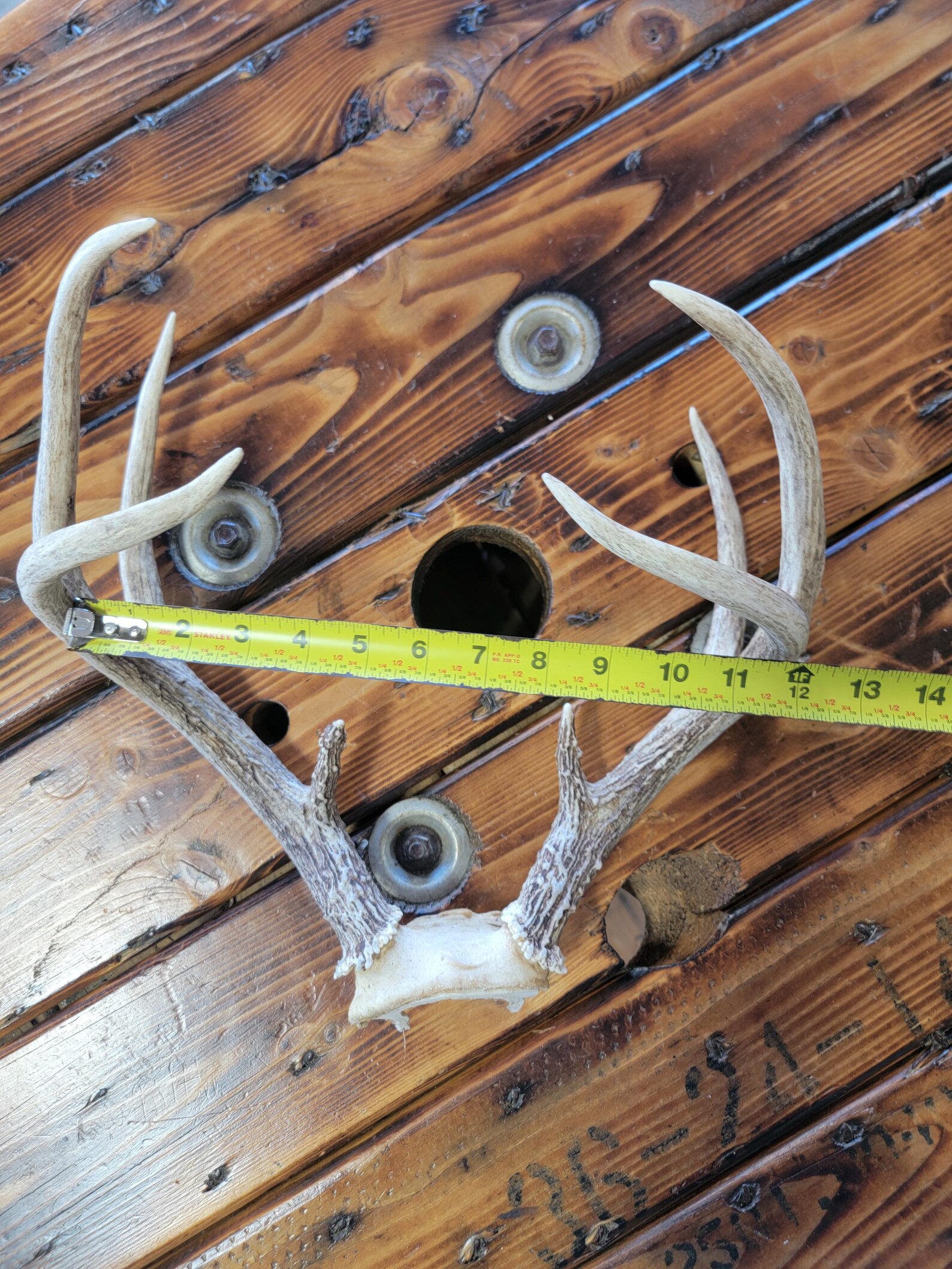 Gorgeous 8 Point Whitetail Deer Skull Cap Mount. AUTHENTIC RUSTIC ...