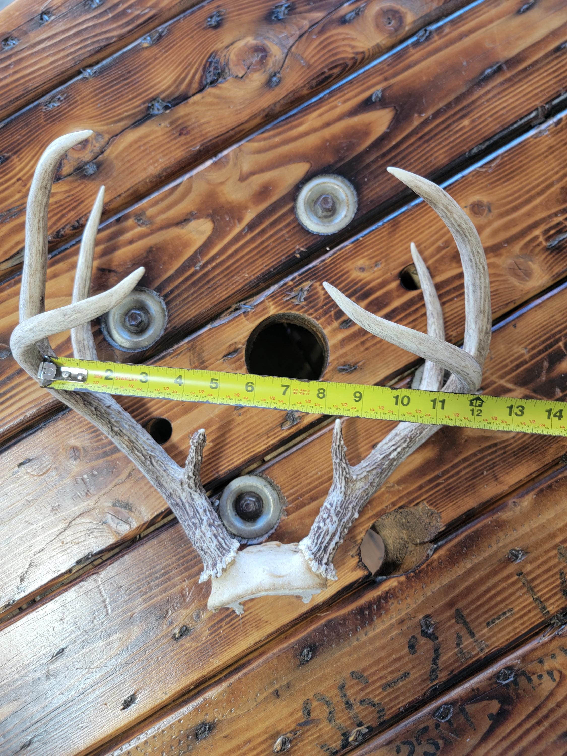 Gorgeous 8 Point Whitetail Deer Skull Cap Mount. AUTHENTIC RUSTIC ...