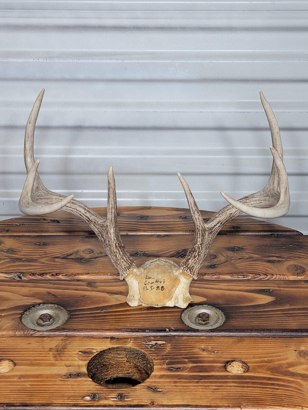 Vintage 8 Point Whitetail Deer Skull Cap Mount. AUTHENTIC RUSTIC ...