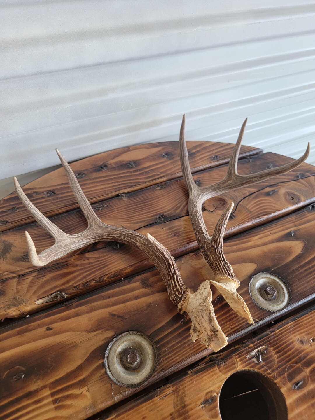 MATCHING Set of Antlers. 8 Point Whitetail Antler Set, Unique TAXIDERMY ...