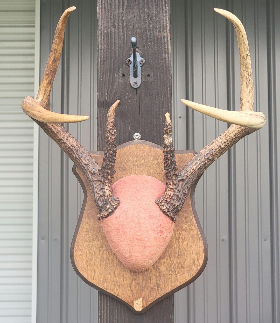 Vintage Whitetail Deer 6 Point Antler Mount on a Two-tone Rustic Plaque ...