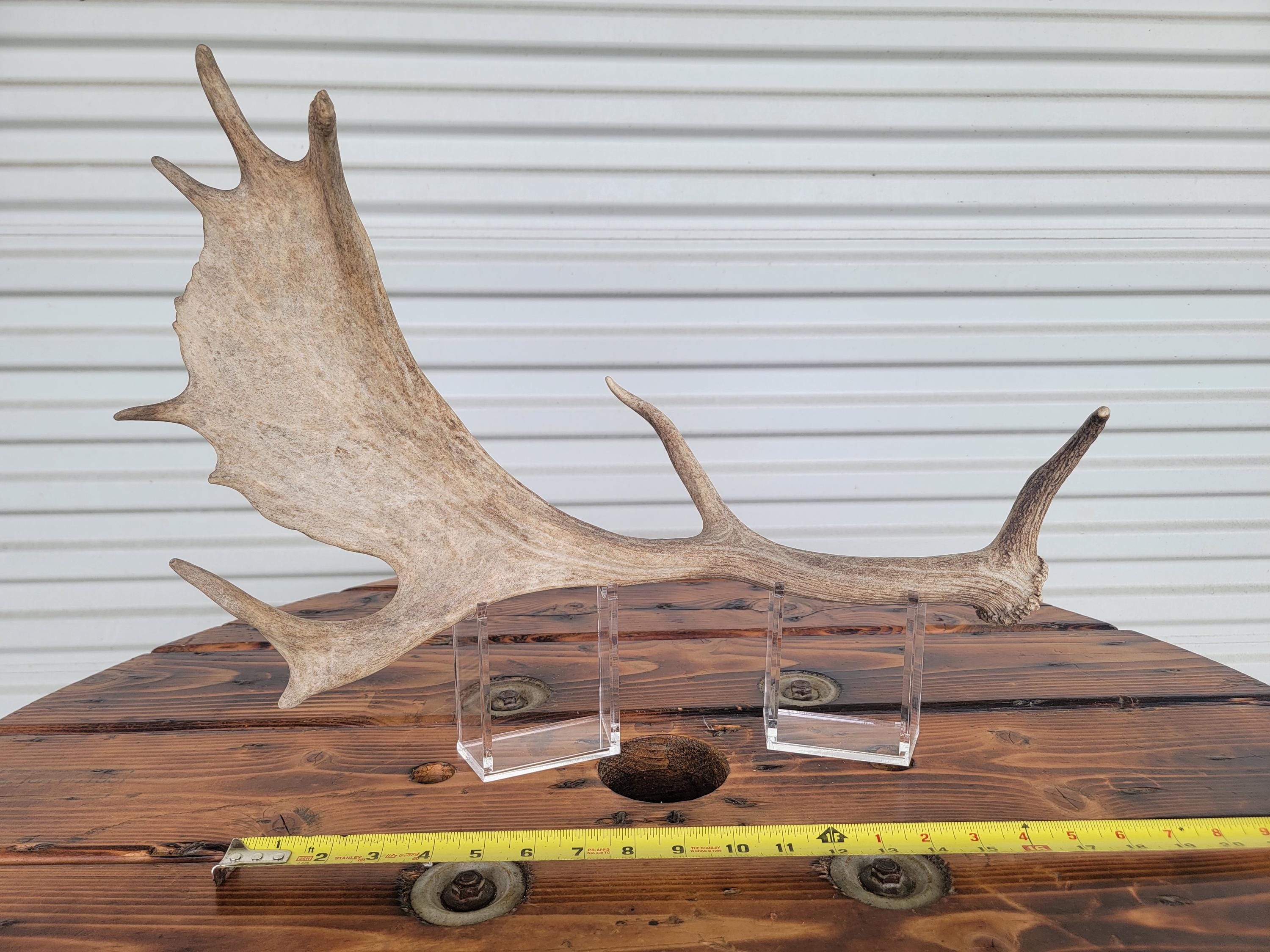 Fallow Deer Antler Shed Excellent for TAXIDERMY DECOR - Etsy