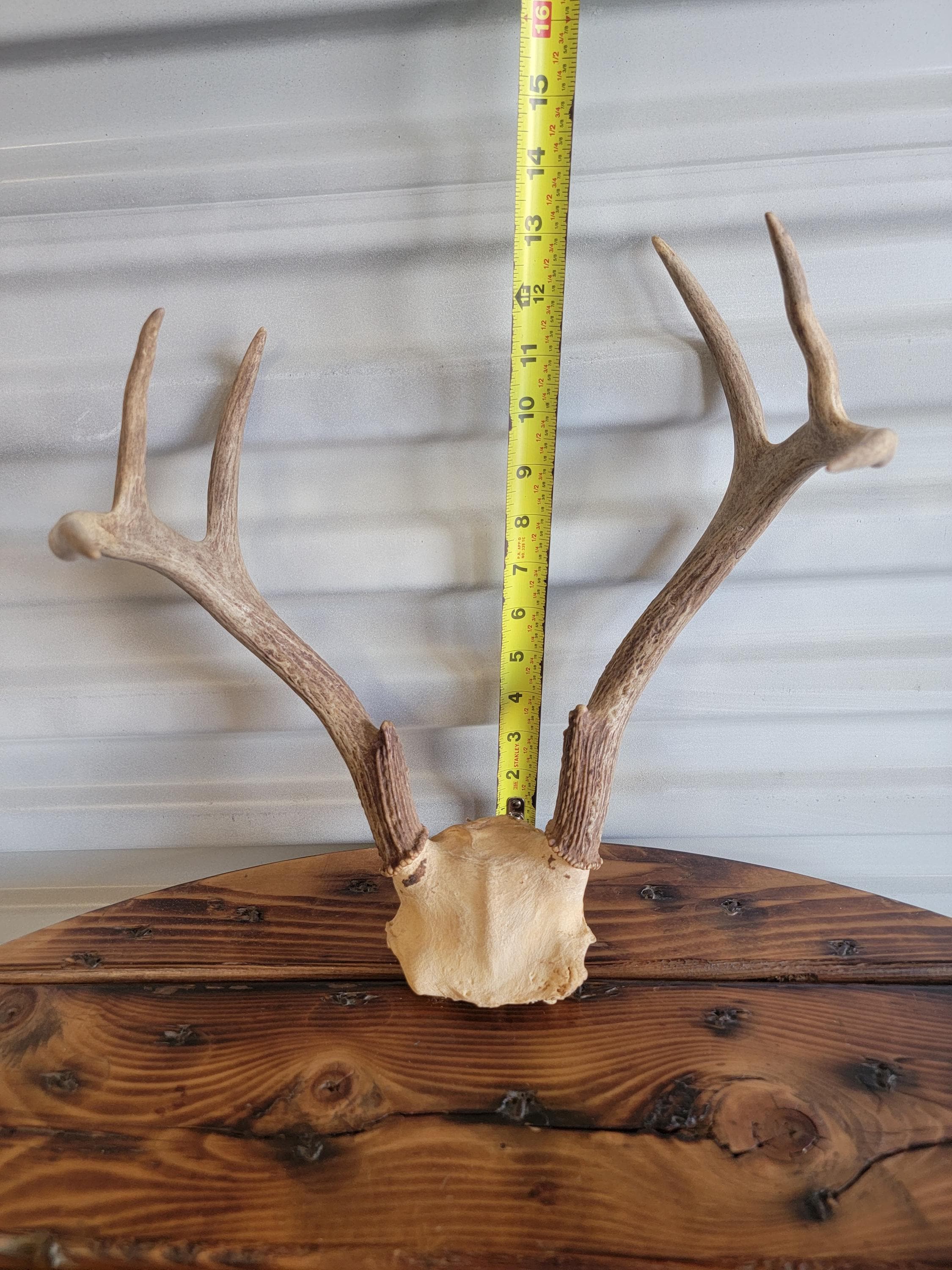 TALL 6 Point Whitetail Deer Skull Cap Mount. AUTHENTIC RUSTIC Antlers ...