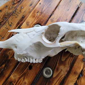 Nature Cleaned REAL Cow Skull. Natural - Etsy