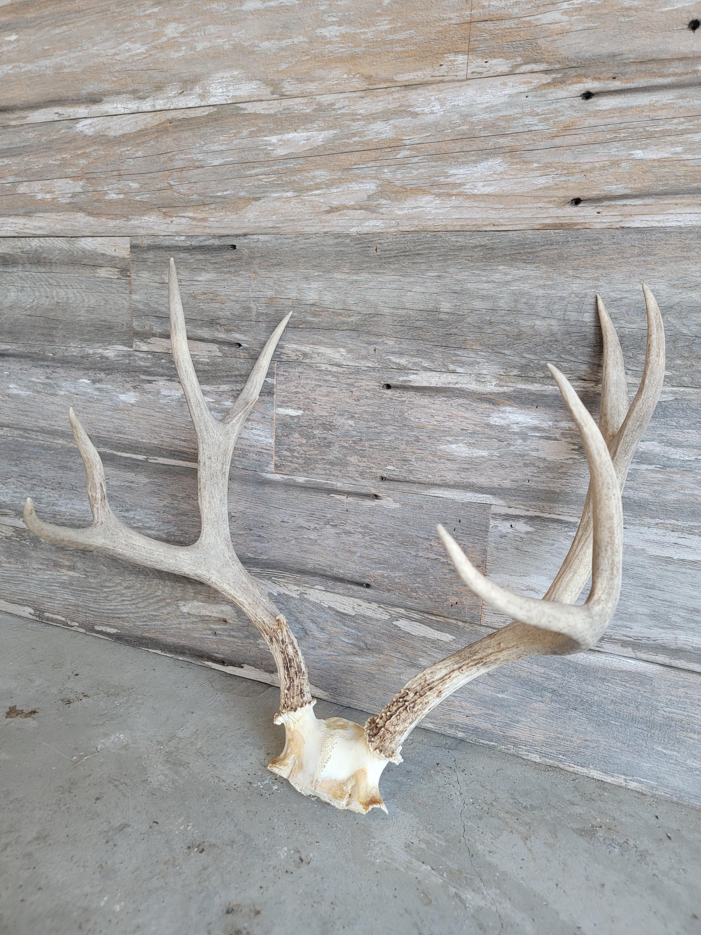 Handsome 6X4 Mule Deer Skull Cap Mount. AUTHENTIC RUSTIC Antlers ...