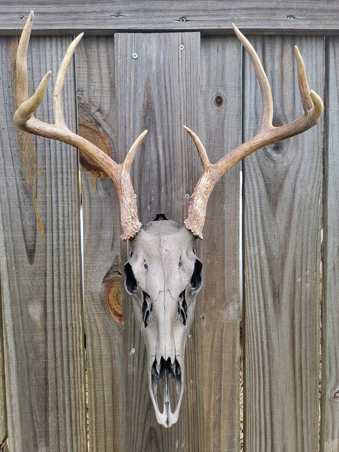 Metalized Pewter Whitetail Deer European Mount, 8pt Buck - Etsy