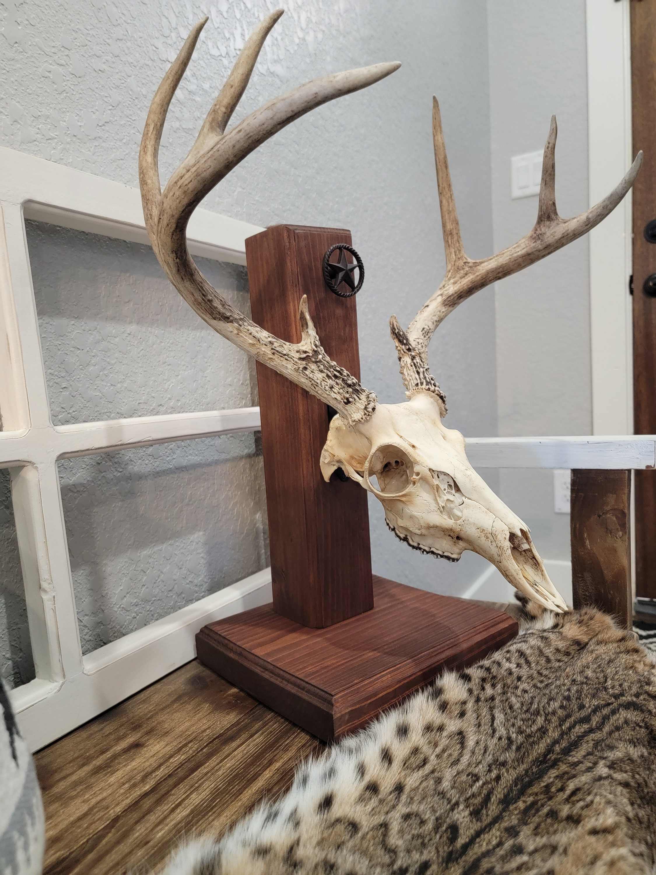 Custom Table Top Pedestal/mount for European Mount - Deer, Sheep ...