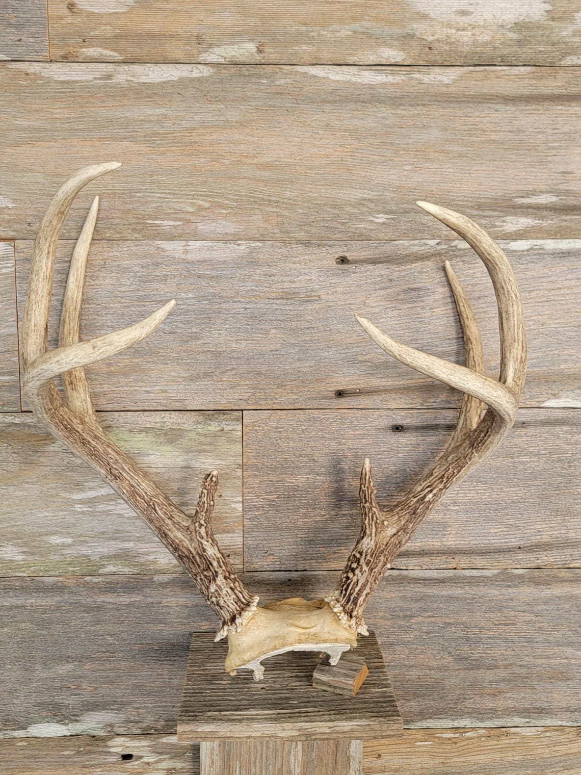 Gorgeous 8 Point Whitetail Deer Skull Cap Mount. AUTHENTIC RUSTIC ...