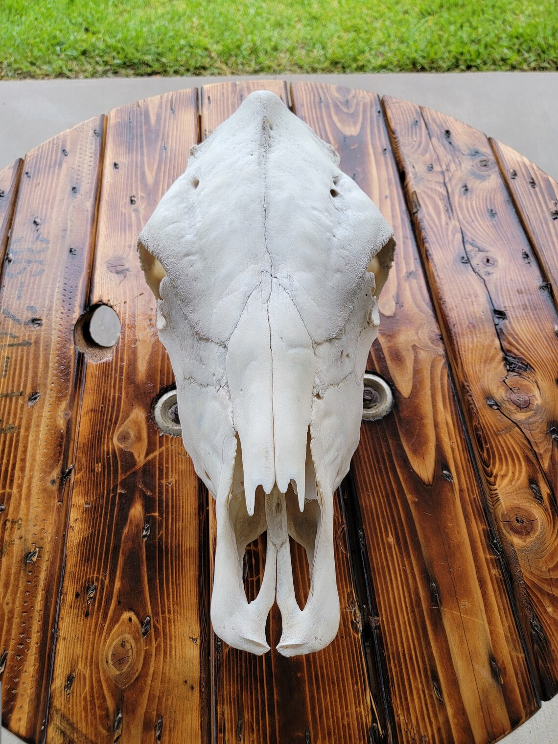 Nature Cleaned REAL Cow Skull. Natural - Etsy
