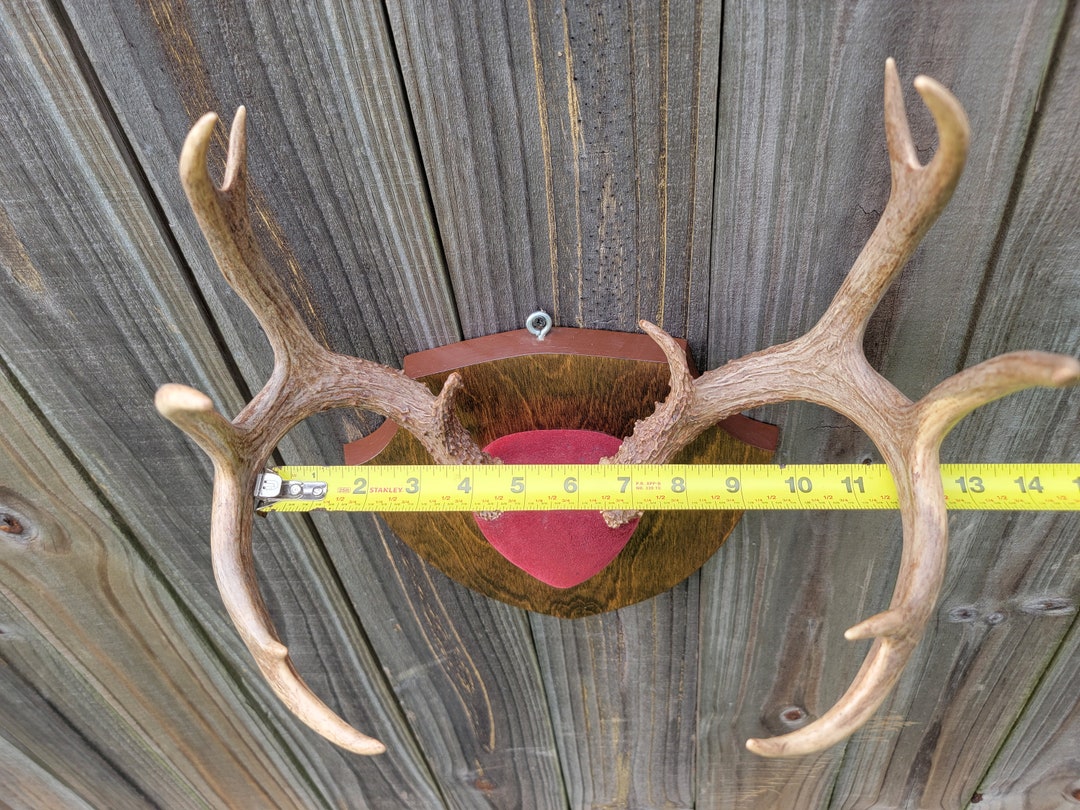 Vintage Whitetail Deer 12 Point Antler Mount on a Two-tone Plaque ...