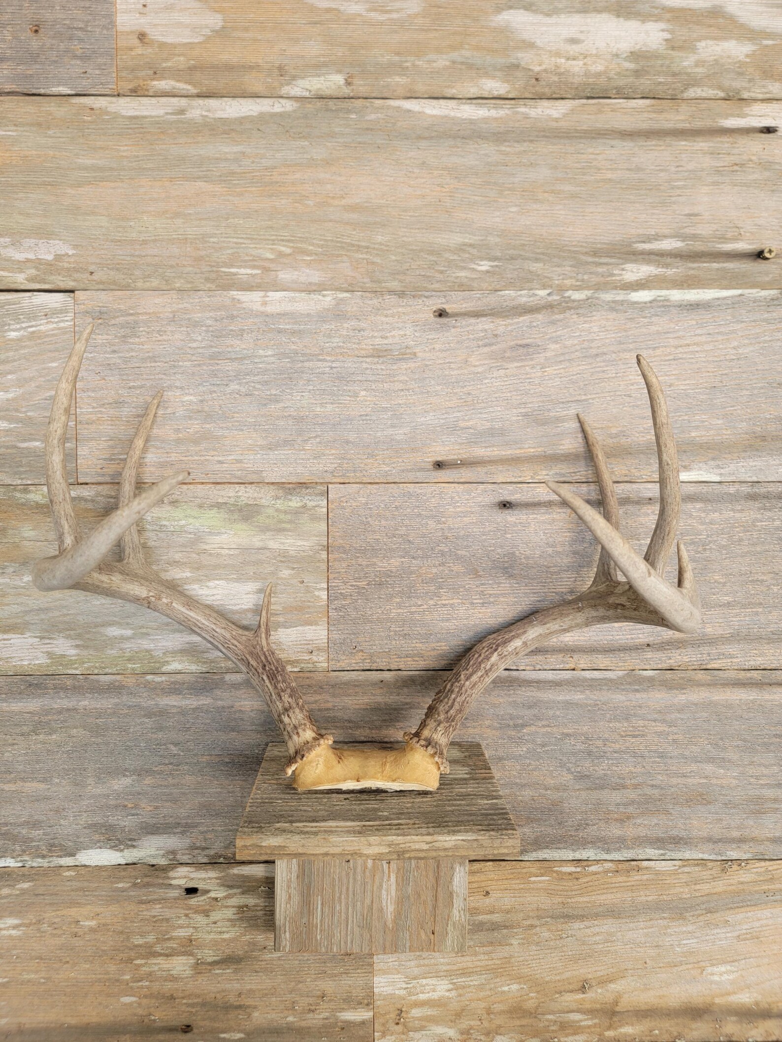 8 Point Whitetail Deer Skull Cap Mount. AUTHENTIC RUSTIC Antlers ...