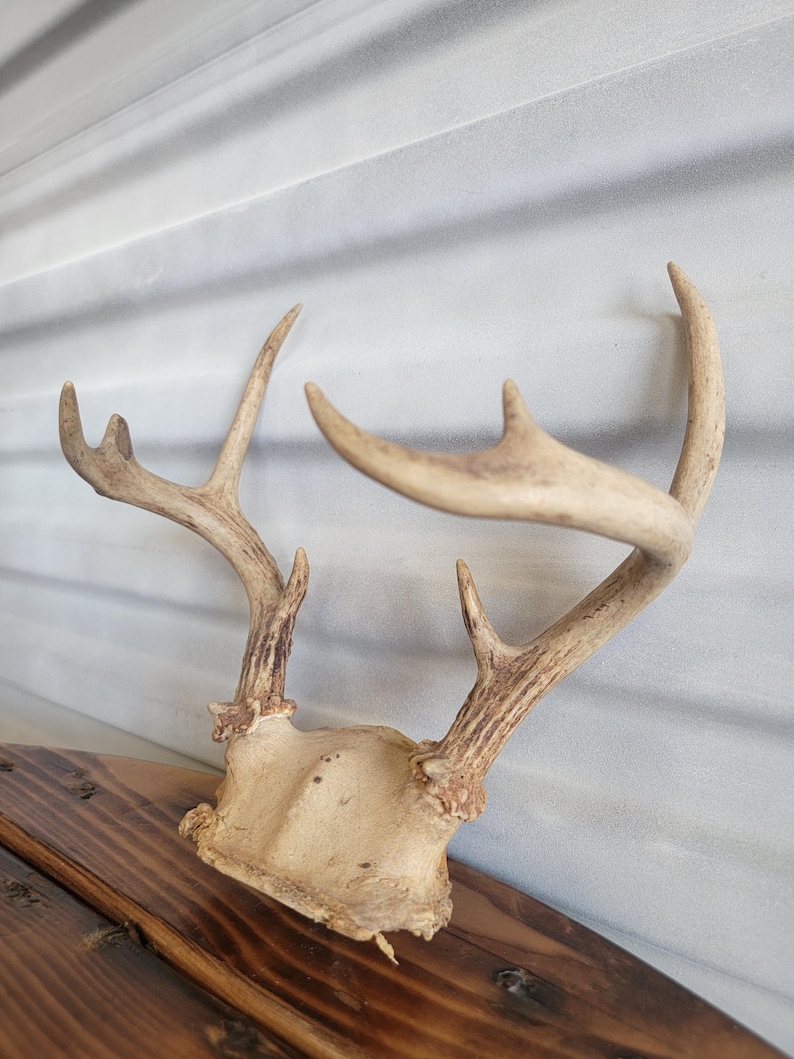 8 Point Whitetail Deer Skull Cap Mount. AUTHENTIC RUSTIC Antlers Taxidermy Home Decoration Wall ...