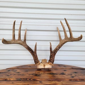 Handsome 10 Point Whitetail Deer Skull Cap Mount. AUTHENTIC RUSTIC ...