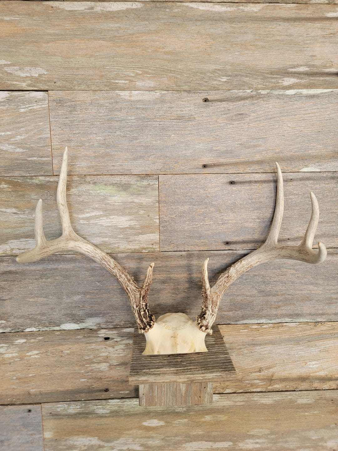 8 Point Whitetail Deer Skull Cap Mount. AUTHENTIC RUSTIC Antlers ...