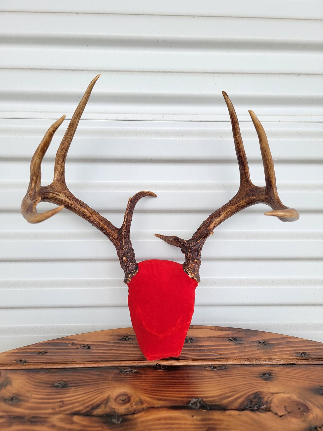 Whitetail Deer Mainframe 10 Point Antler Mount Rough-wrapped in Red ...