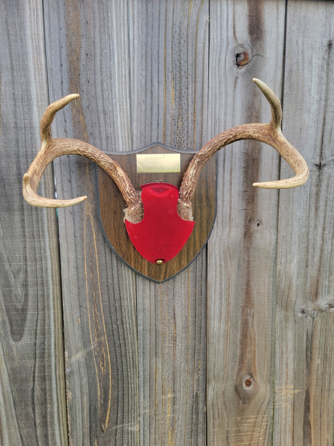 VINTAGE 5pt Whitetail Antler Mount - Etsy