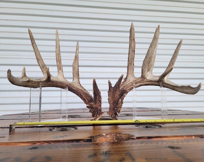18 Pt Texas Whitetail Deer Antlers, Matching Set, Rare Taxidermy Decor ...