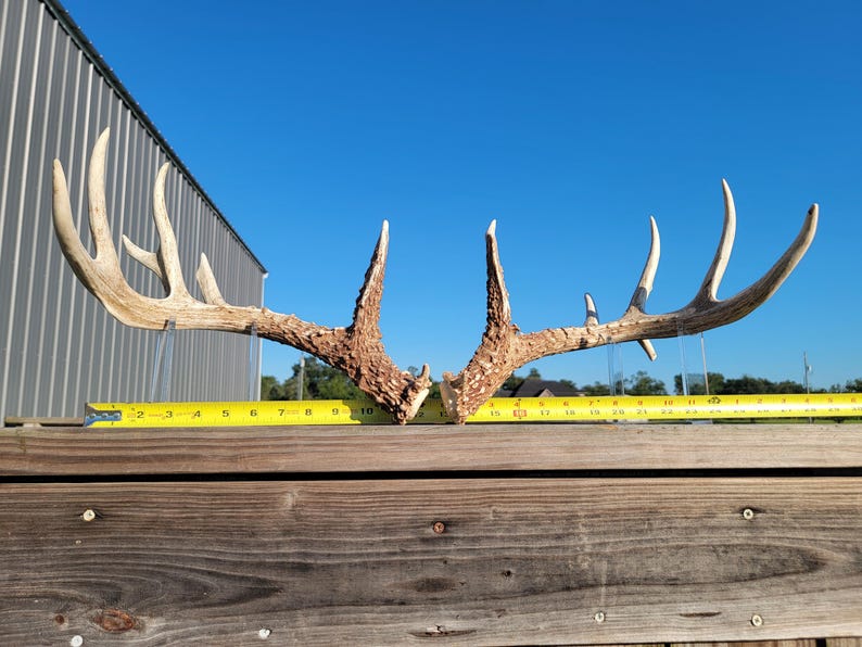 Texas Whitetail, Matching Set of Whitetail Deer Antlers , Unique and ...