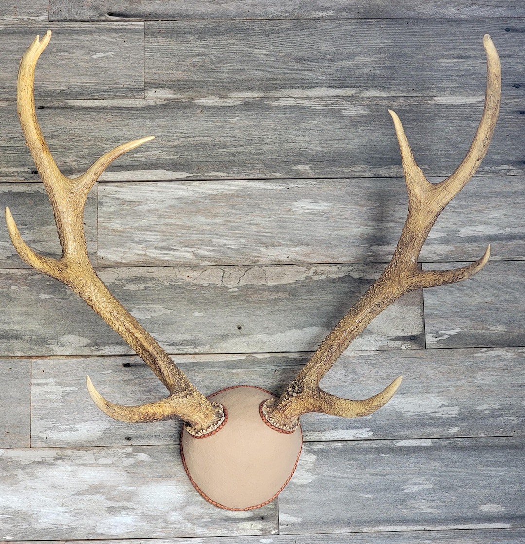 Large Vintage Sika Deer Antler Mount (LARGE). Authentic Rustic ...