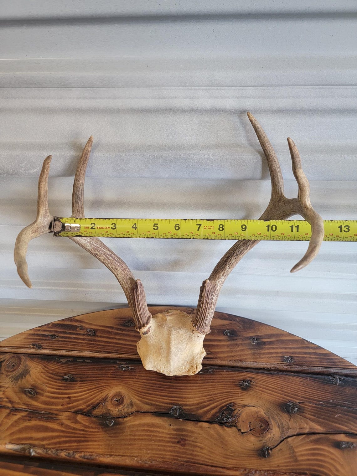 TALL 6 Point Whitetail Deer Skull Cap Mount. AUTHENTIC RUSTIC Antlers ...