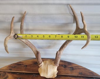 8 Point Whitetail Deer Skull Cap Mount. AUTHENTIC RUSTIC Antlers ...