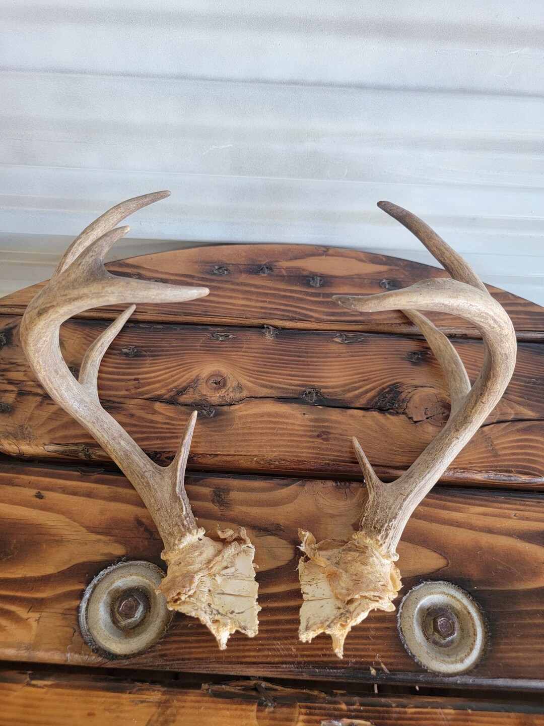 MATCHING Set of Antlers. Whitetail Antler Shed, Unique TAXIDERMY DECOR ...
